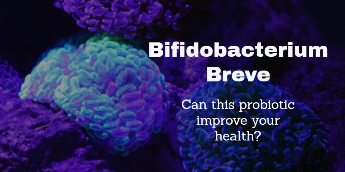 Bifidobacterium Breve
